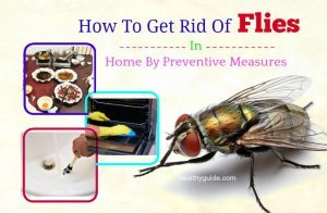 33 Tips How to Get Rid of Flies in Home, Bathroom, Kitchen, Backyard ...